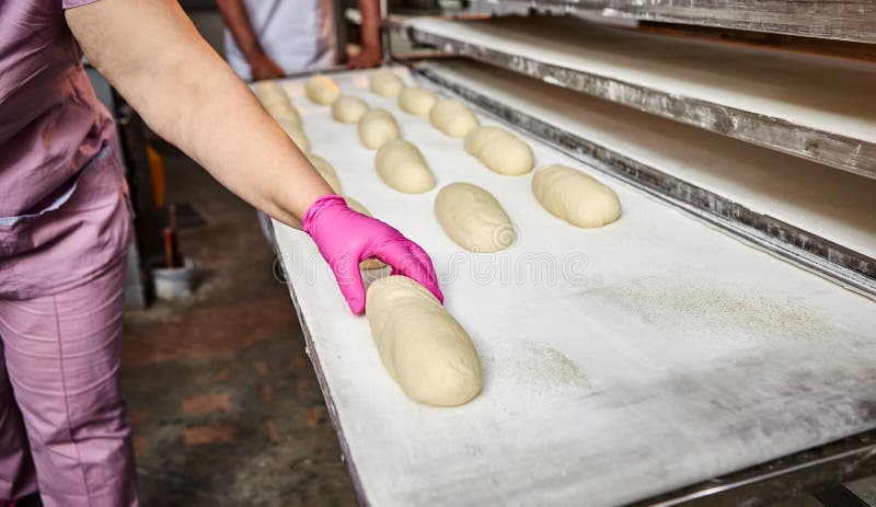 Bakers Hands Form Dough for Baking Bread and Put it into Oven-tray at ...