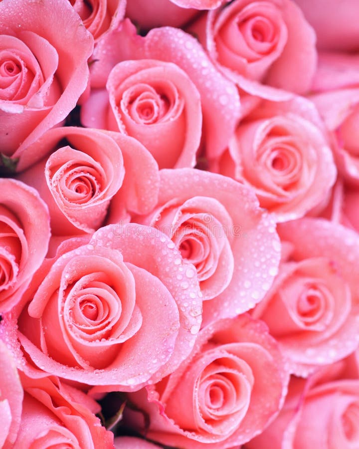 Bakgrundsbild Med Rosa Rosor Arkivfoto - Bild av bukett, kväva: 37511224