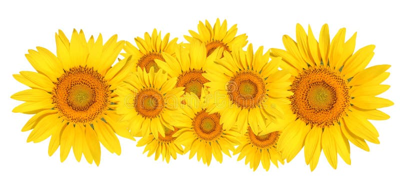 Solros med vit bakgrund fotografering för bildbyråer. Bild av växt ...