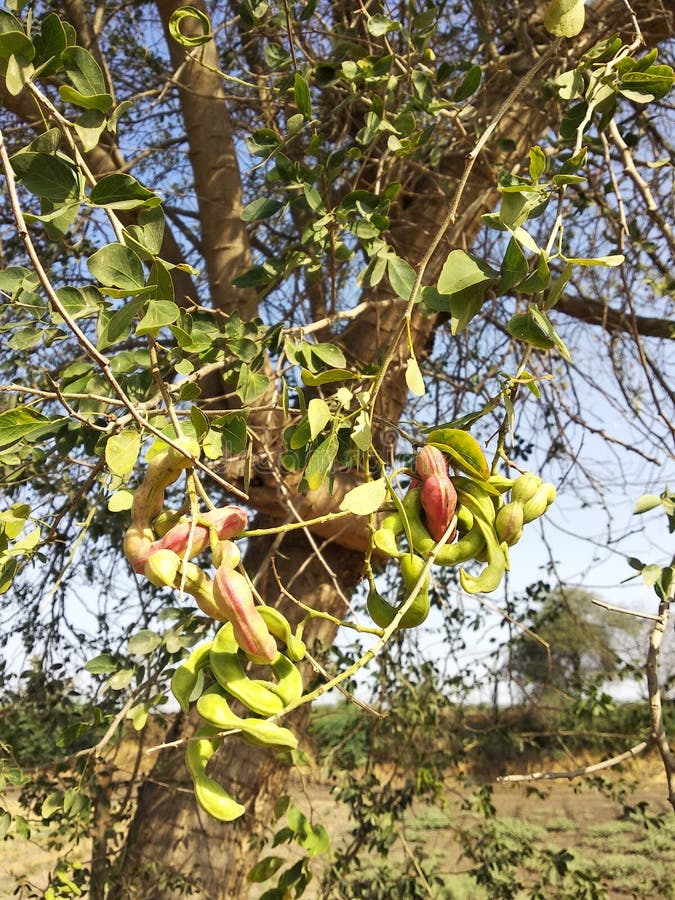 Bakhai ambli stock image. Image of ambli, fruits, bakhai - 152702447