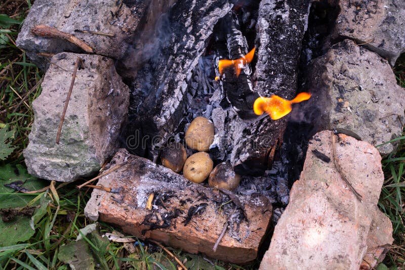 Baking Potatoes in the Hot Coals Stock Photo - Image of grill, backyard ...