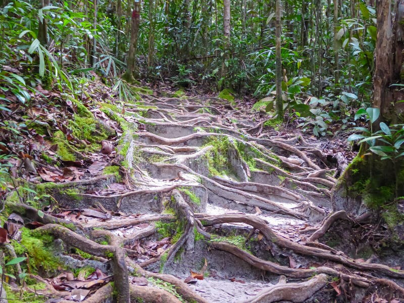 16,419 Tropical Forest Tree Roots Stock Photos - Free & Royalty-Free ...