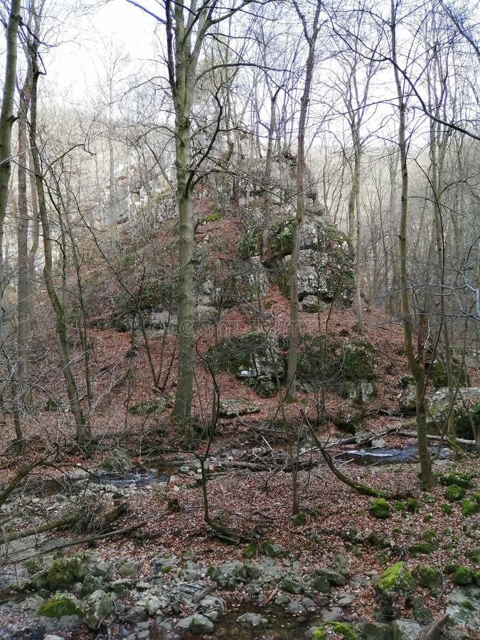 Bakony forest at Winter stock photo. Image of leaves - 175167922
