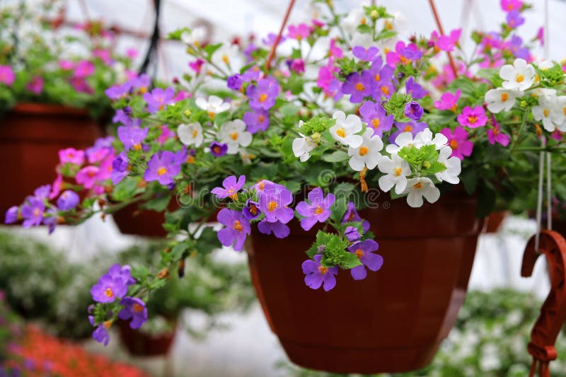 Bakopa, Sutera Diffusus, Bacopa Diffusus Blooms with Small Multicolored ...