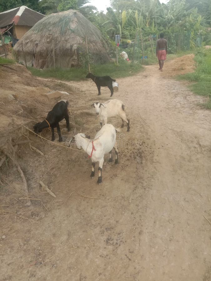 Bakrid Village Goat Chali Chali Khassi Stock Photo - Image of goat ...