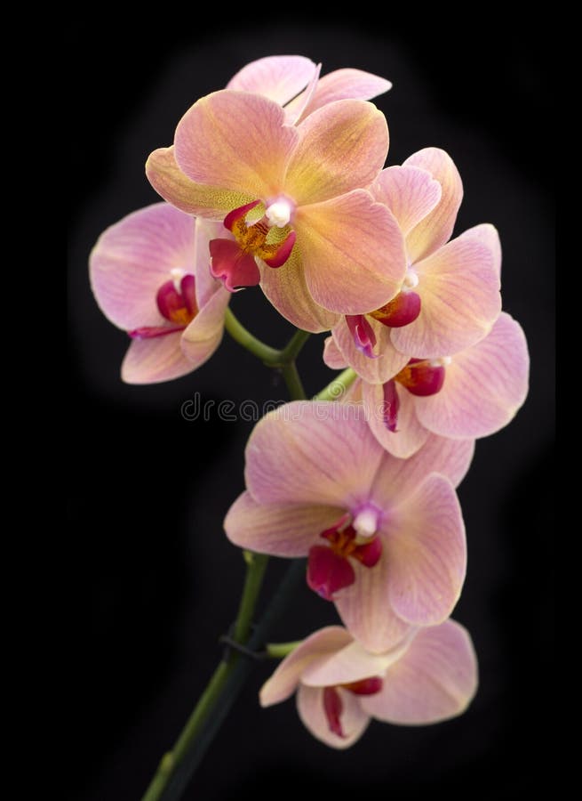 Bakstenen Rode Orchidee in De Pot Stock Foto - Image of kleur, zwart ...