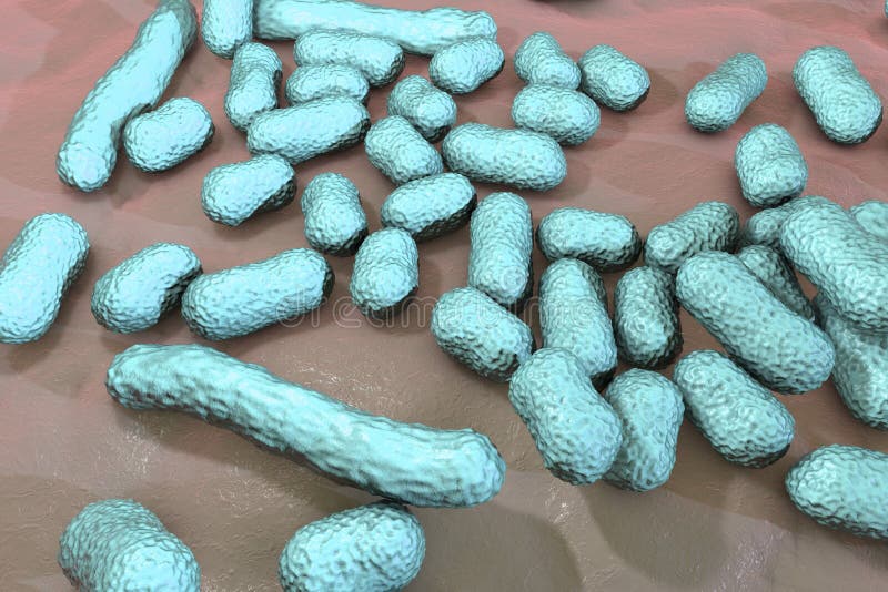 Bakterien-Acinetobacter Baumannii Stock Abbildung - Illustration von ... Bakterien-Acinetobacter Baumannii Stock Abbildung - Illustration von ...