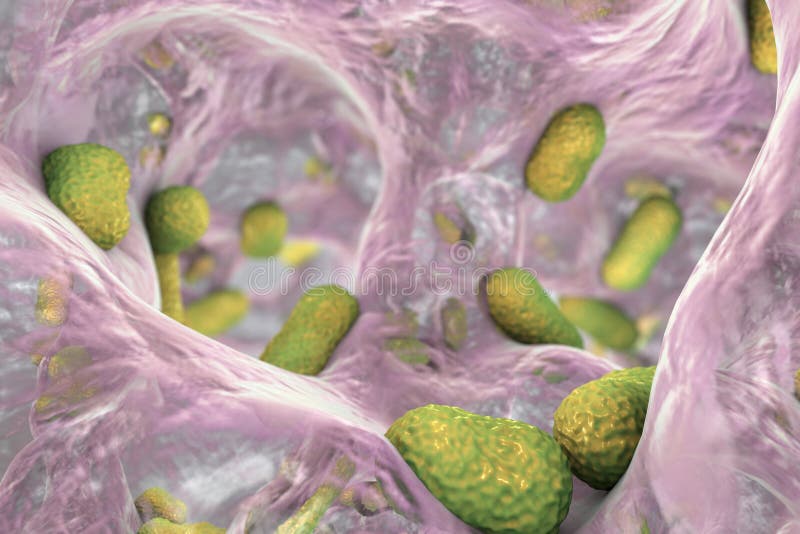 Bakterien-Acinetobacter Baumannii Innerhalb Des Biofilm Stock Abbildung ... Bakterien-Acinetobacter Baumannii Innerhalb Des Biofilm Stock Abbildung ...