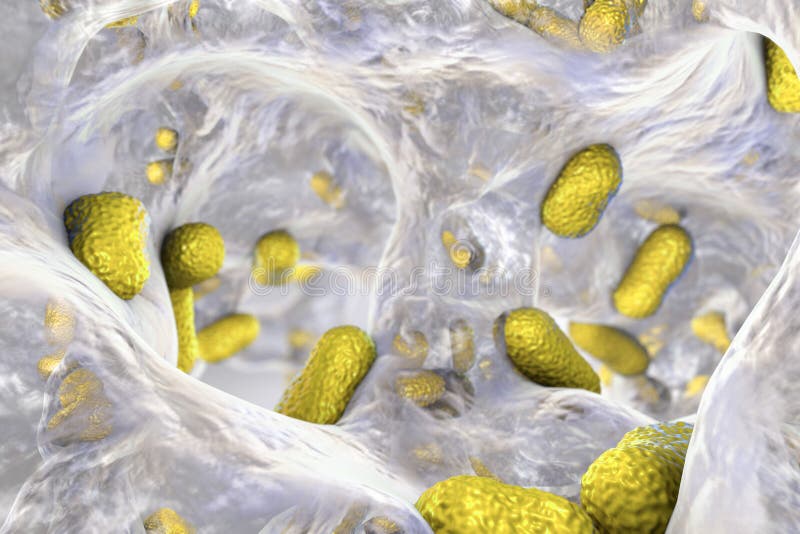 Bakterien-Acinetobacter Baumannii Innerhalb Des Biofilm Stock Abbildung ... Bakterien-Acinetobacter Baumannii Innerhalb Des Biofilm Stock Abbildung ...
