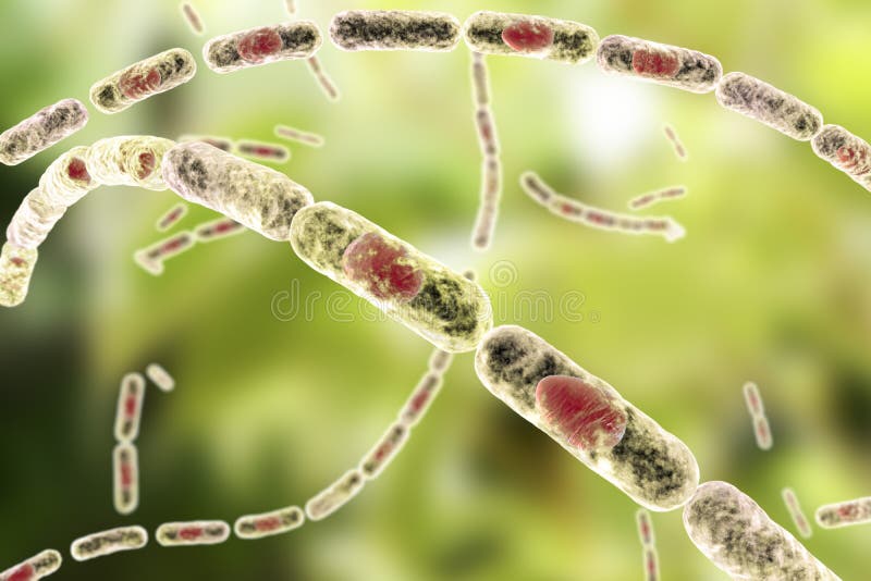 Bazillus Anthracis, Heller Mikrograph Und Illustration Stock Abbildung ...
