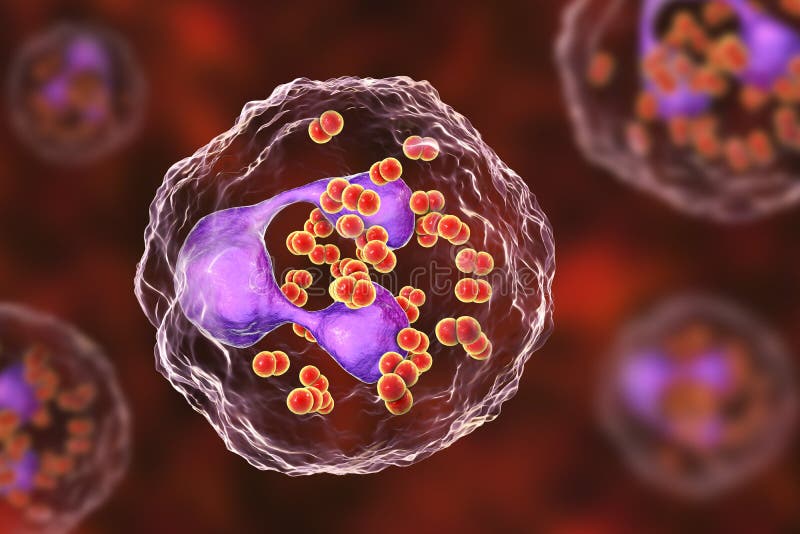 BakterieNeisseriagonorrhoeae Inom Phagocytes Stock Illustrationer ...