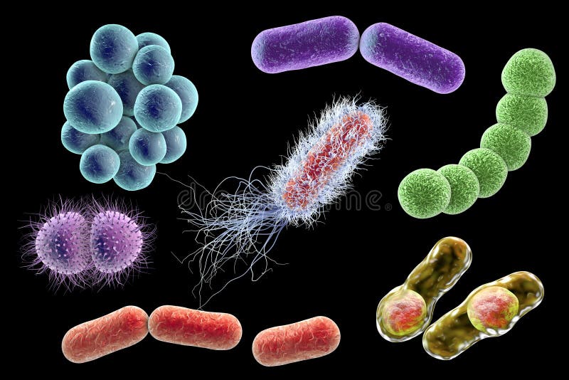 Bakterier av olika former stock illustrationer. Illustration av celler ...