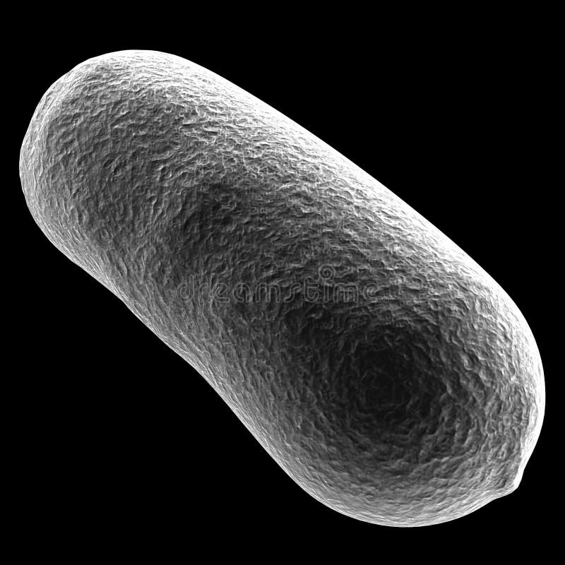 Bazillus Bakterium stock abbildung. Illustration von nahaufnahme - 2558289