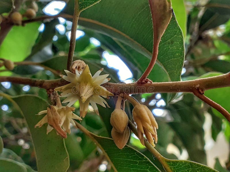 Flowers Photo. Yellow Dandelion Flowers in the Field, Macro. Beautiful ...