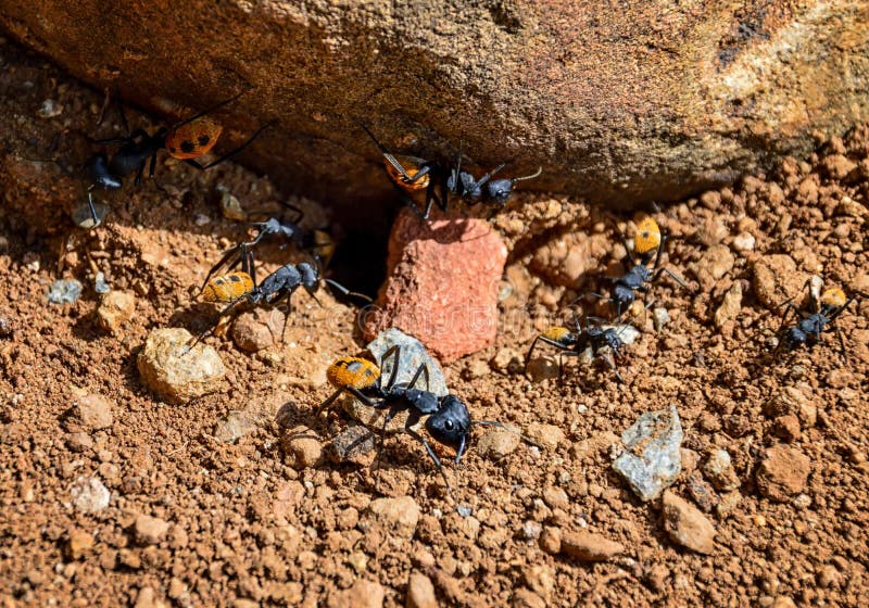 Bal Byter Stock Photos - Free & Royalty-Free Stock Photos from Dreamstime