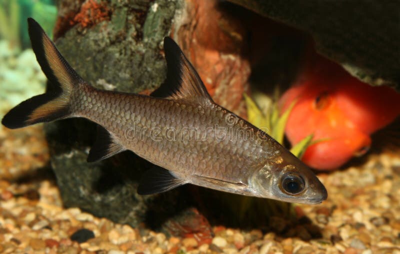 Tricolor shark fish stock image. Image of glass, angelfish - 7251399