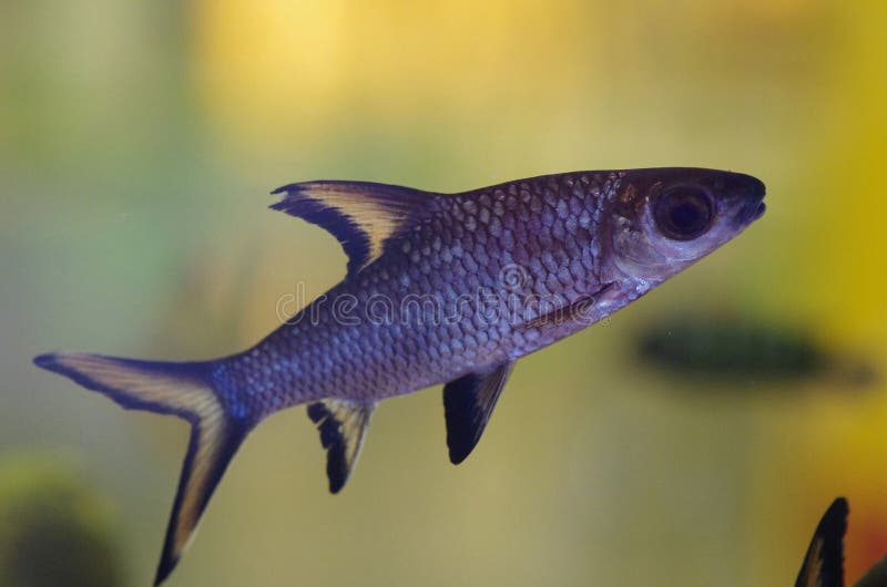 Bala Shark or Silver Shark stock image. Image of barb - 56914035