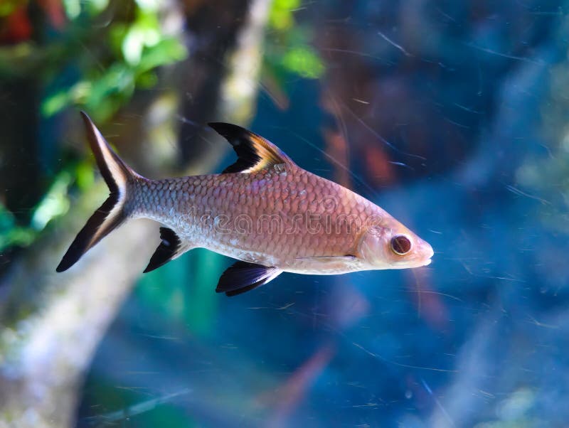 Bala Shark or Silver Shark in Aquarium in Thailand Stock Photo - Image ...