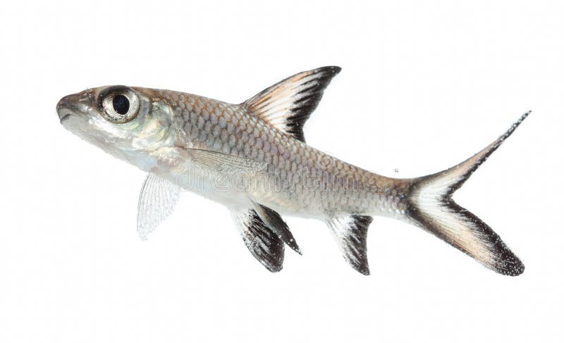 Bala Shark or Silver Shark (Balantiocheilus Melanopterus) Isolated on ...