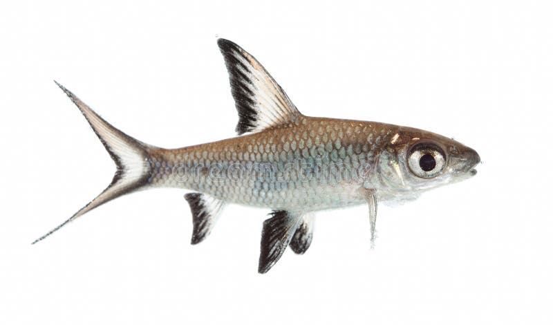 Bala Shark or Silver Shark (Balantiocheilus Melanopterus) Isolated on ...
