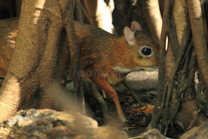 Philippine Mouse Deer Pilandok