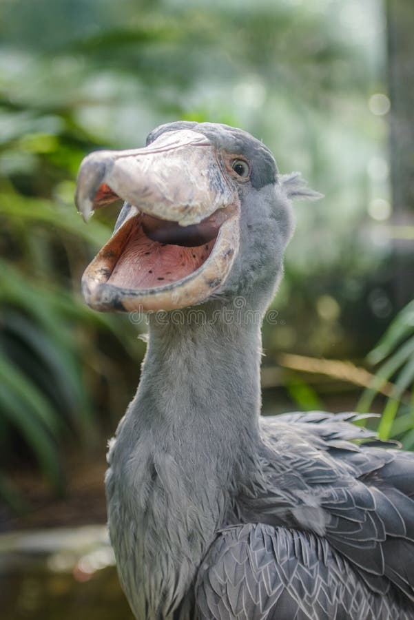 Balaeniceps Rex - African Rare Bird Stock Image - Image of face ...