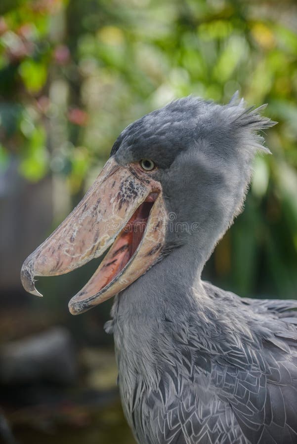 African Shoebill (Balaeniceps Rex) Stock Photo - Image of africa, rare ...