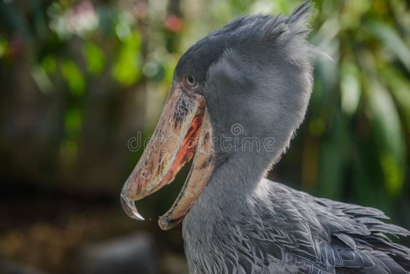 Balaeniceps Rex - African Rare Bird Stock Image - Image of sudan, funny ...