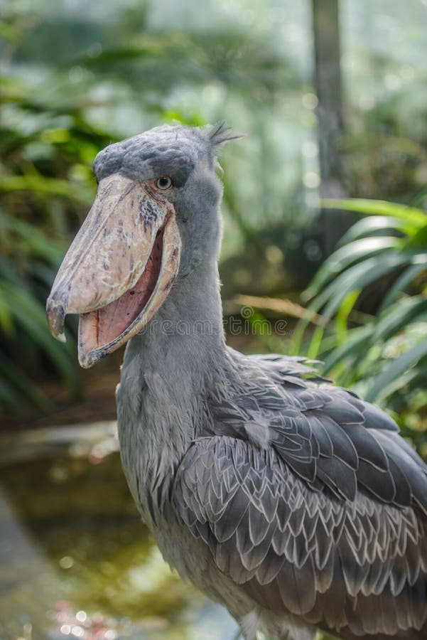 Balaeniceps Rex - African Rare Bird Stock Image - Image of face ...