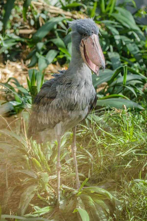 Balaeniceps Rex - African Rare Bird Stock Image - Image of sudan, funny ...
