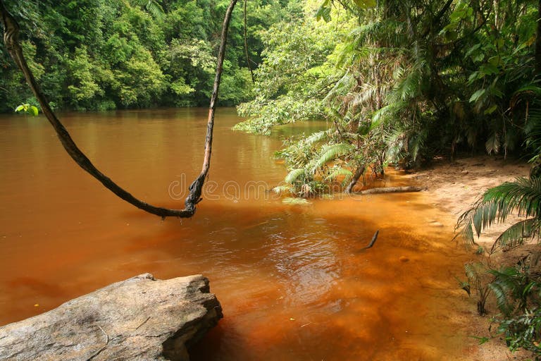 Balanço da selva imagem de stock. Imagem de beleza, arbusto - 24543079