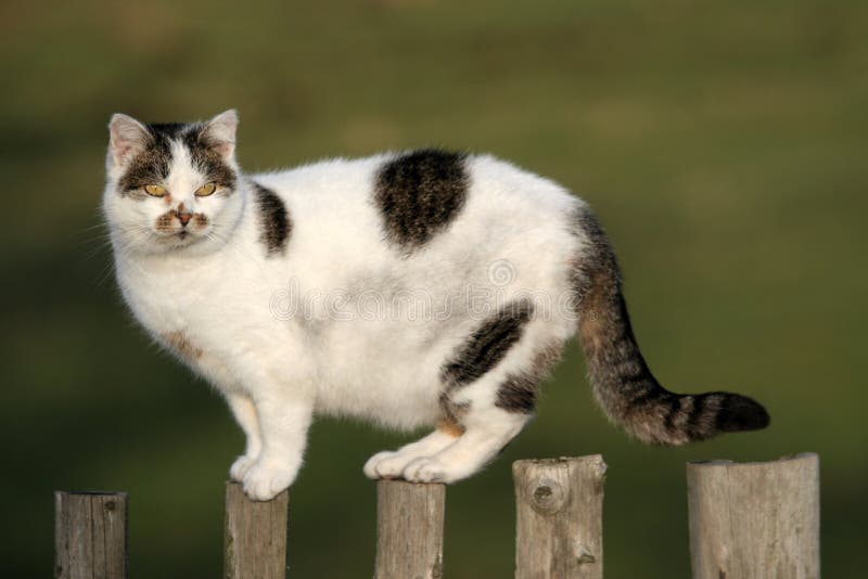 Balance stock photo. Image of tail, green, animal, balancing - 18539444