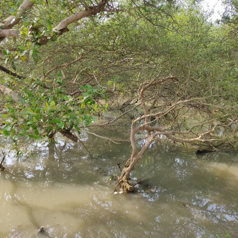 The Balance of Tree Life and Nature Growing in the Bay. Stock Image ...