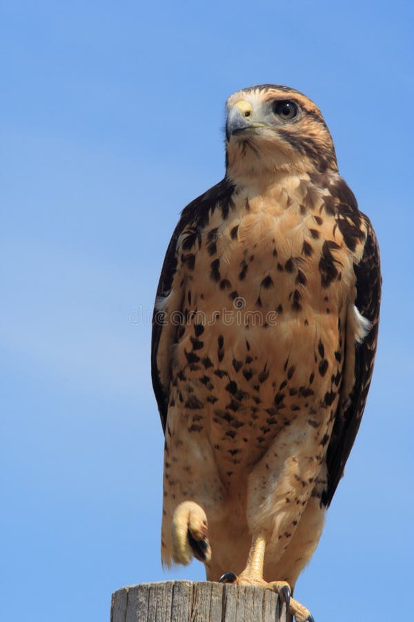 Balancing Act stock image. Image of carnivorous, raptor - 1130017