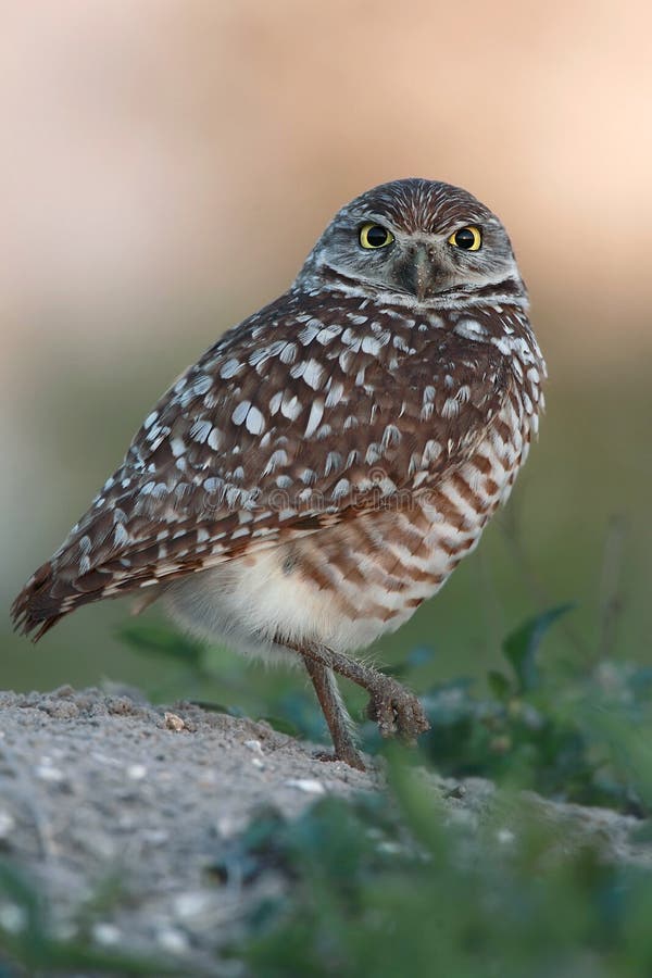 Balancing Act stock photo. Image of north, standing, burrow - 15840780