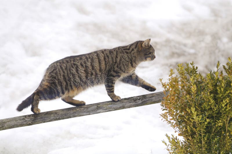 Cat balancing stock image. Image of balancing, rope, nature - 33308141