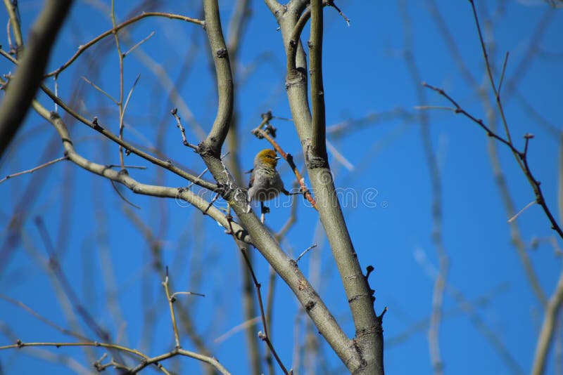 Balancing Bird stock image. Image of cute, branches, balanced - 55278829