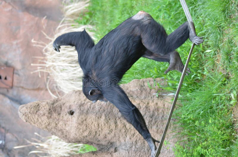 Chimp on a rock stock photo. Image of wait, rest, chimpanzee - 36079544