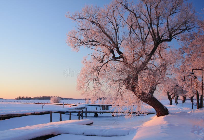 Balancing on the edge stock photo. Image of calm, tree - 13614116