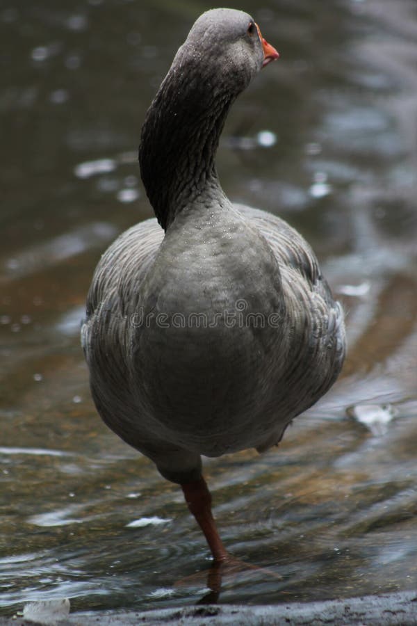 Balancing Goose stock image. Image of feet, goose, balancing - 39379317