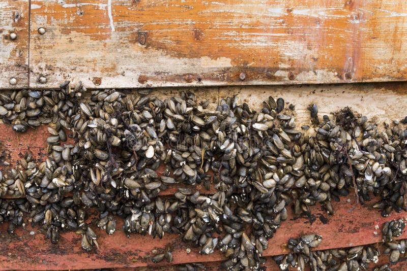 Balani fotografia stock. Immagine di sviluppisi, aderisca - 35578298