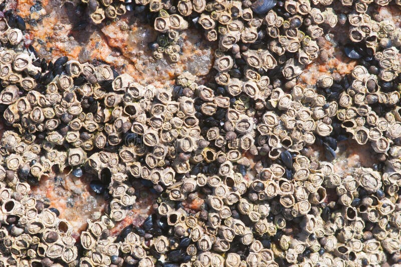 Mitili, Balani E Patelle In Galizia Immagine Stock - Immagine di mare ...