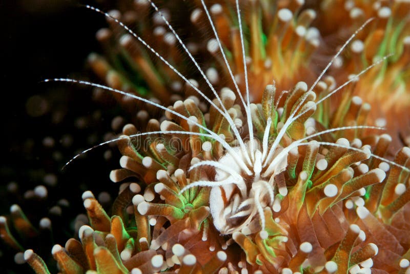 Balani comuni immagine stock. Immagine di indonesia, natura - 11475245