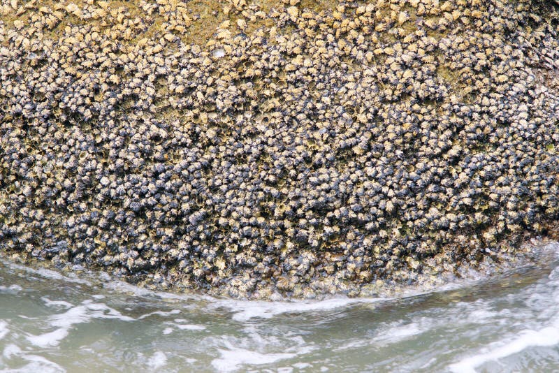 Balanus imagem de stock. Imagem de vida, marinho, wildlife - 39682759