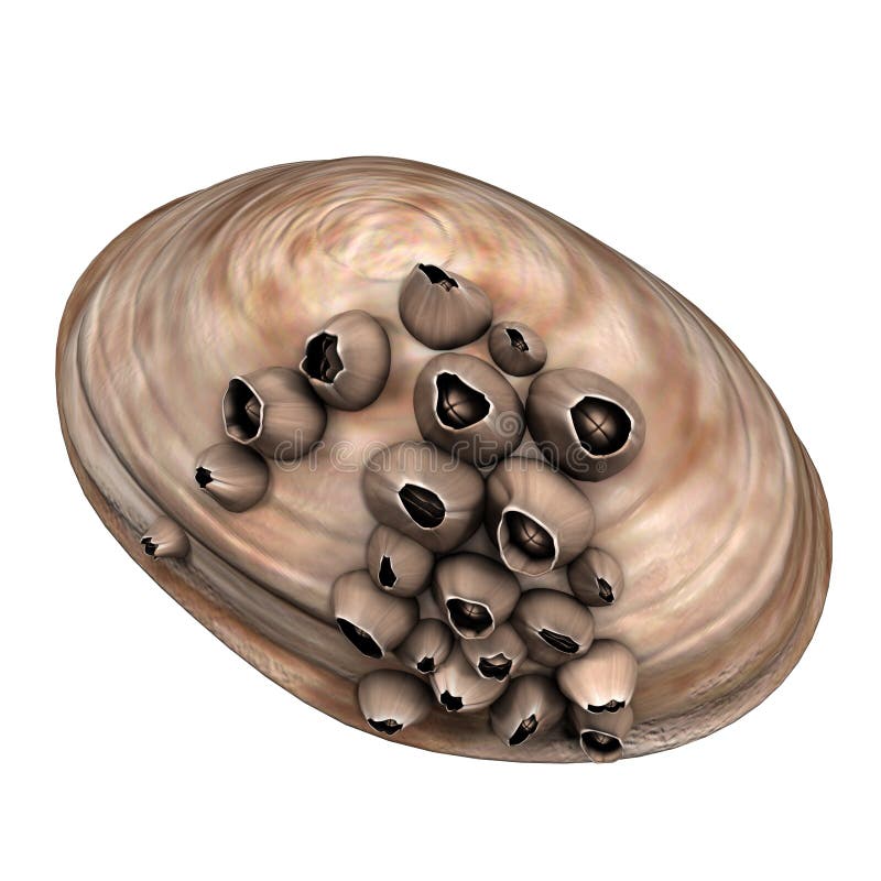 Balanus Ilustrações, Vetores E Clipart De Stock – (9 Stock Illustrations)