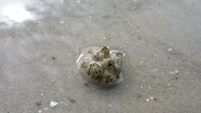 Balanus Balanoids stock photo. Image of whales, nubilus - 57517880