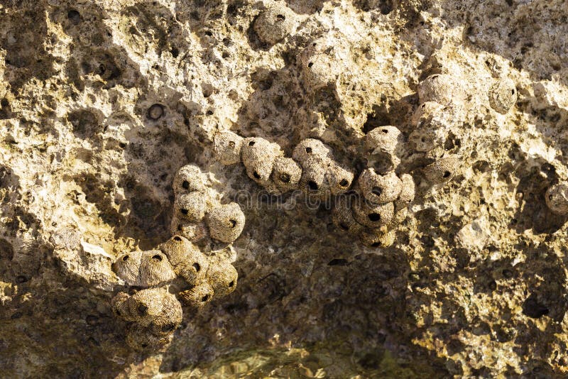 Balanus Balanomorpha is a Genus of Barnacles in the Family Balanidae ...