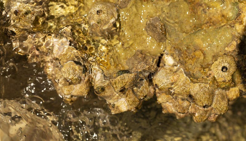 Balanus Balanomorpha is a Genus of Barnacles in the Family Balanidae ...