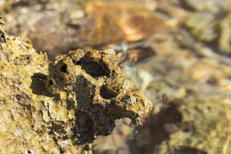 Balanus Balanomorpha is a Genus of Barnacles in the Family Balanidae ...