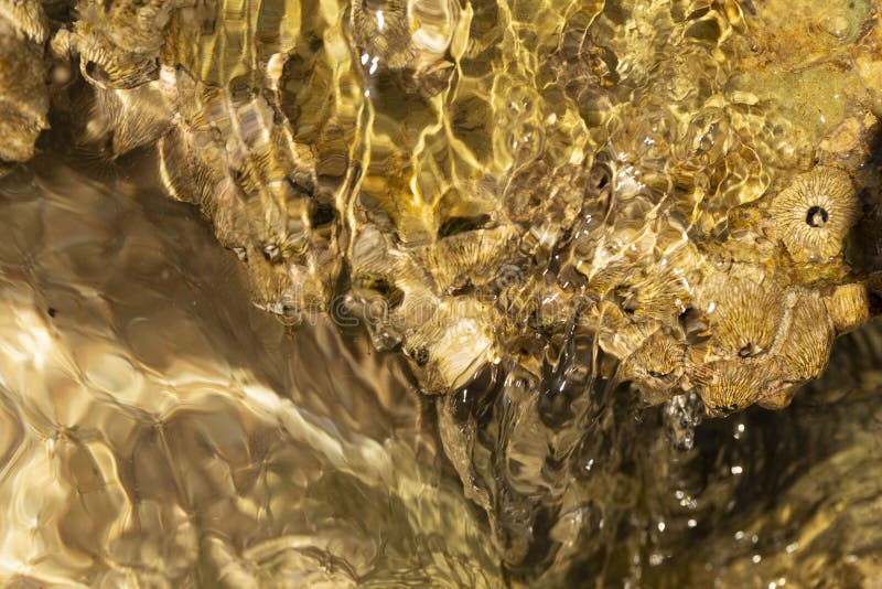 Balanus Balanomorpha is a Genus of Barnacles in the Family Balanidae ...